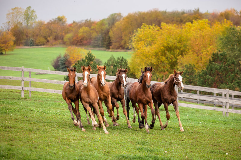 Eye Candy Jumpers Home - Eye Candy Jumpers